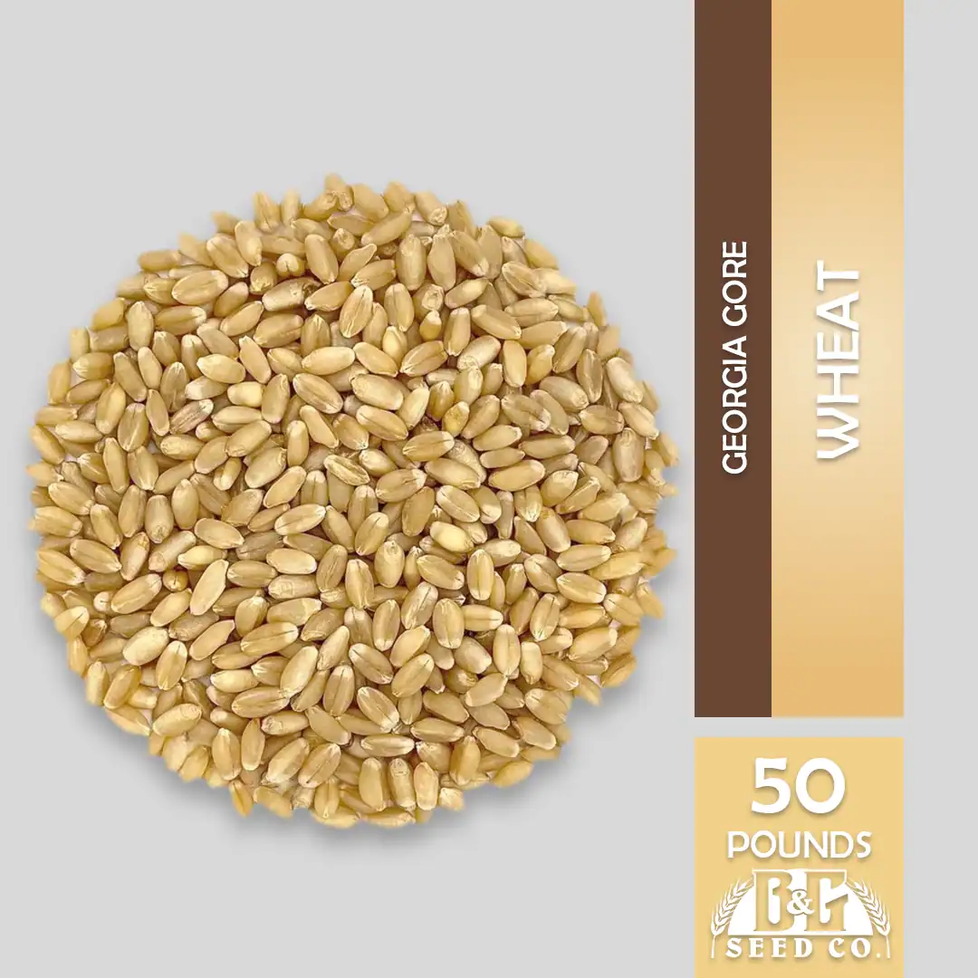 Georgia Gore Planting Wheat 50 Lbs - B&G Seed Company Inc.